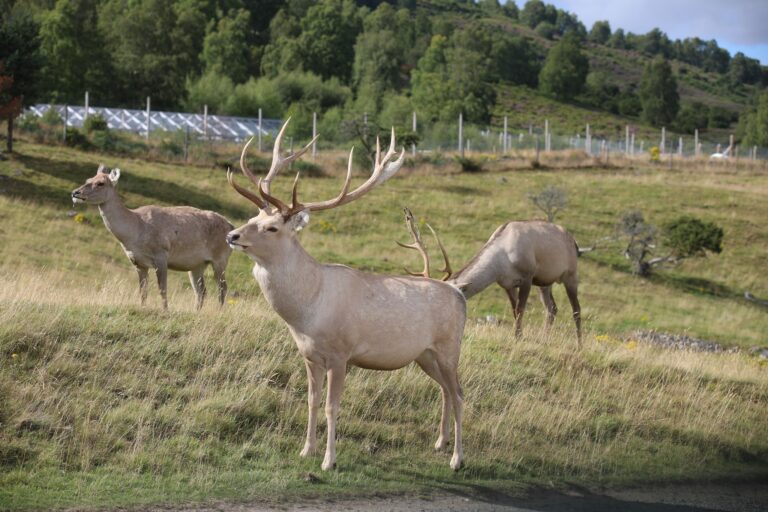Highland Wildlife Park | 200 Animals - Highland Guide