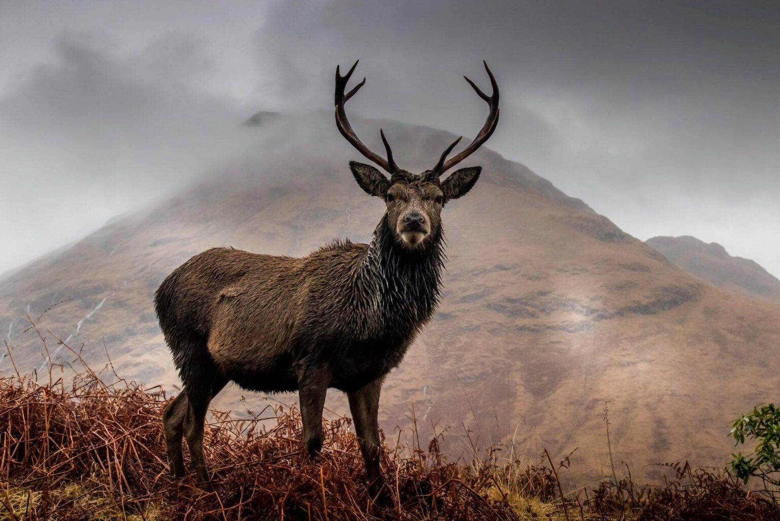 Great Highland Wildlife - Amazing Animals and Where to Spot Them ...