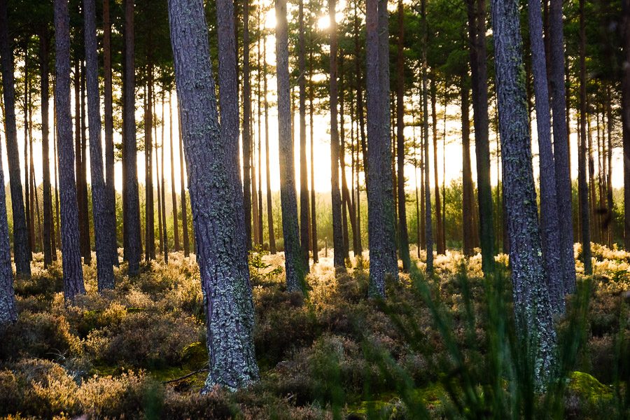 Culbin Forest - Highland Guide