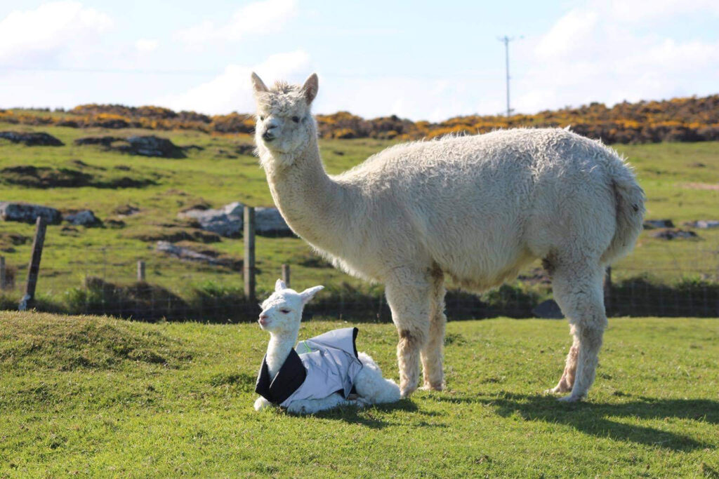 Things To Do in Wick - Highland Guide