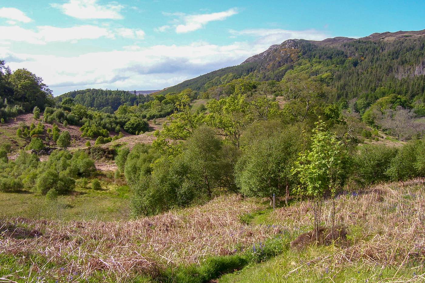 Flowerdale Glen - Highland Guide