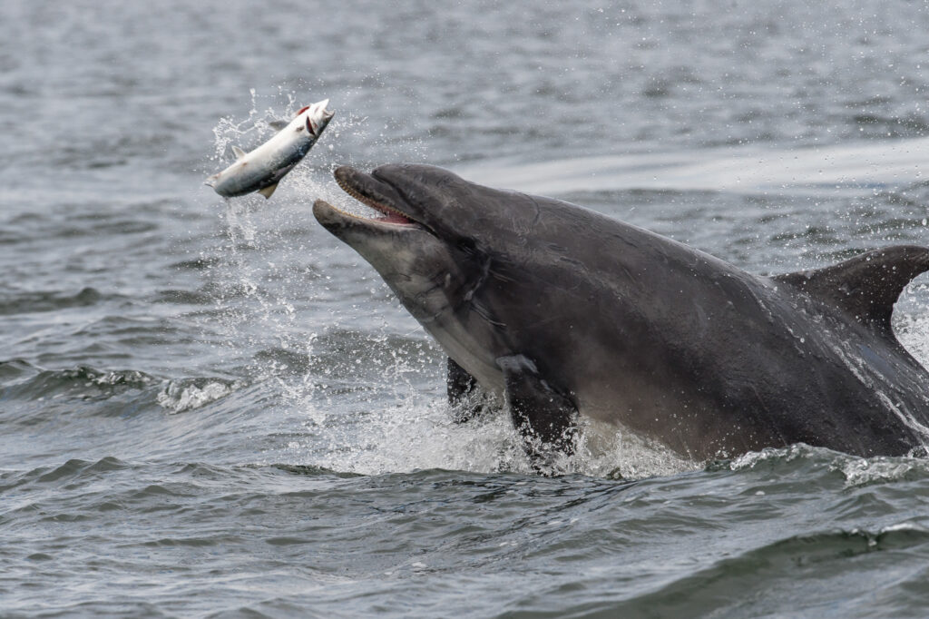 What To Do in Fortrose - Highland Guide